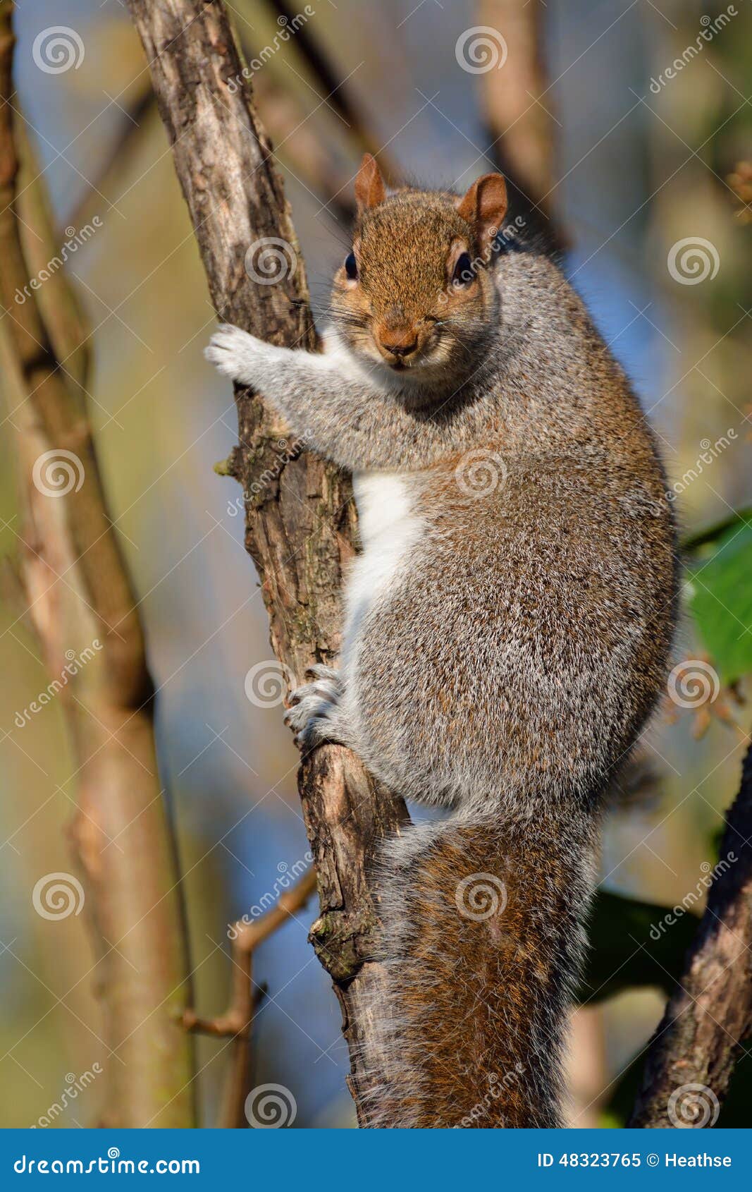 Fat Squirrel Looking at You Stock Image - Image of grey, squirrel: 48323765