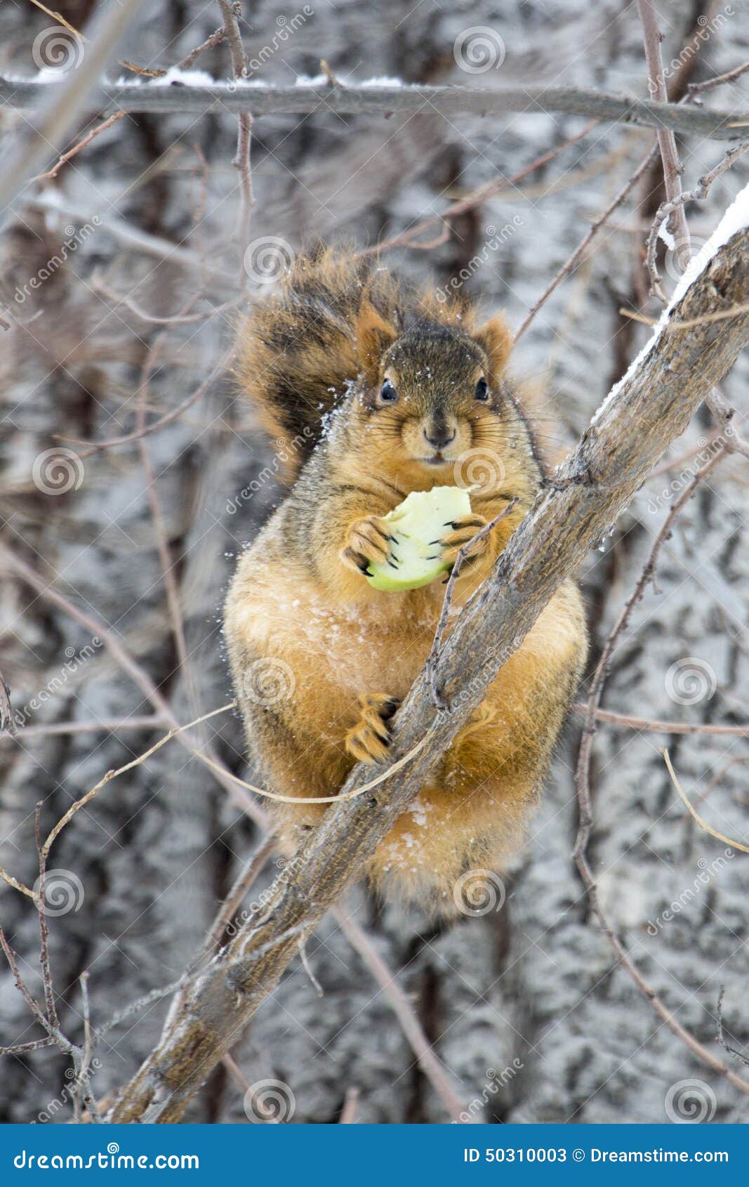 Fat Squirrel stock image. Image of food, warm, tree, wildlife - 50310003