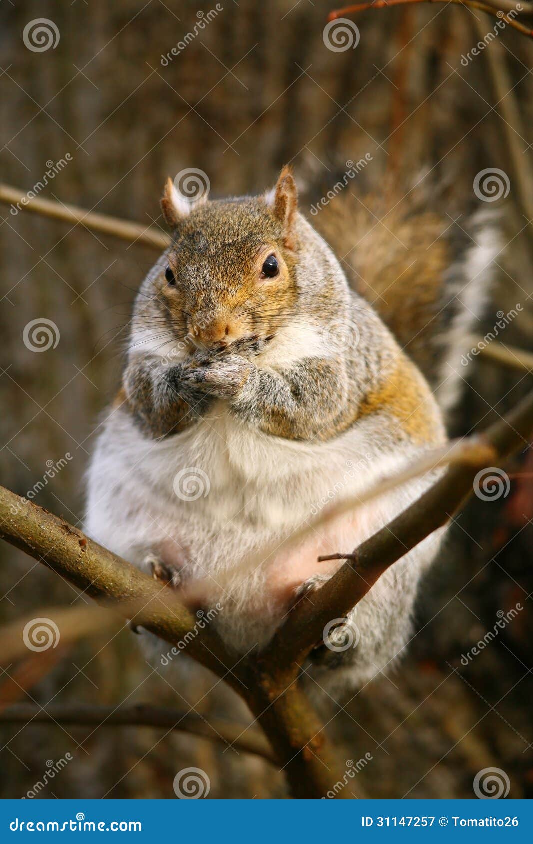 Obese Squirrel Sitting On A Rock Royalty-Free Stock Photo ...