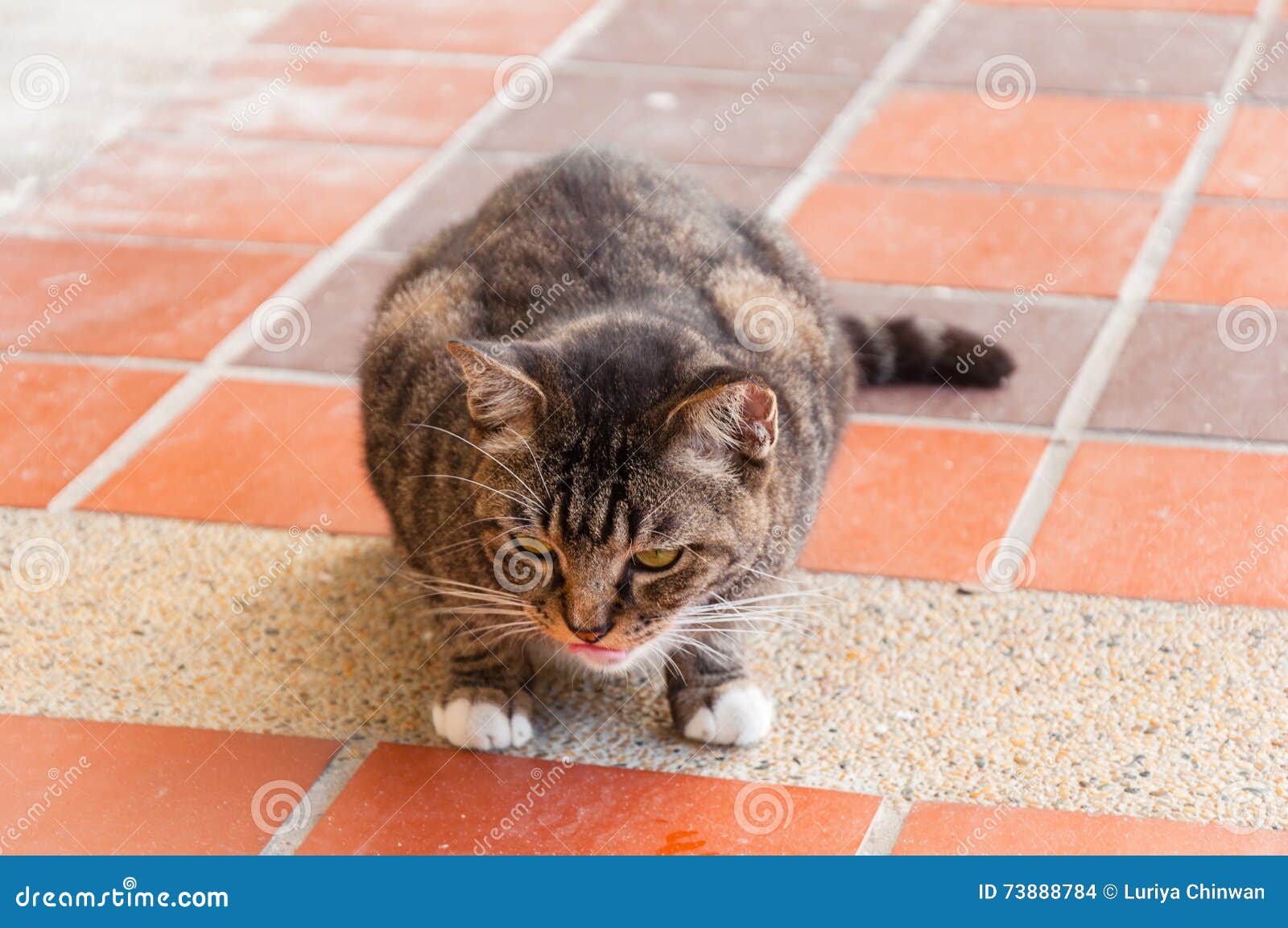 Fat Striped Cat is Crouching Stock Photo - Image of whisker, cute: 73888784