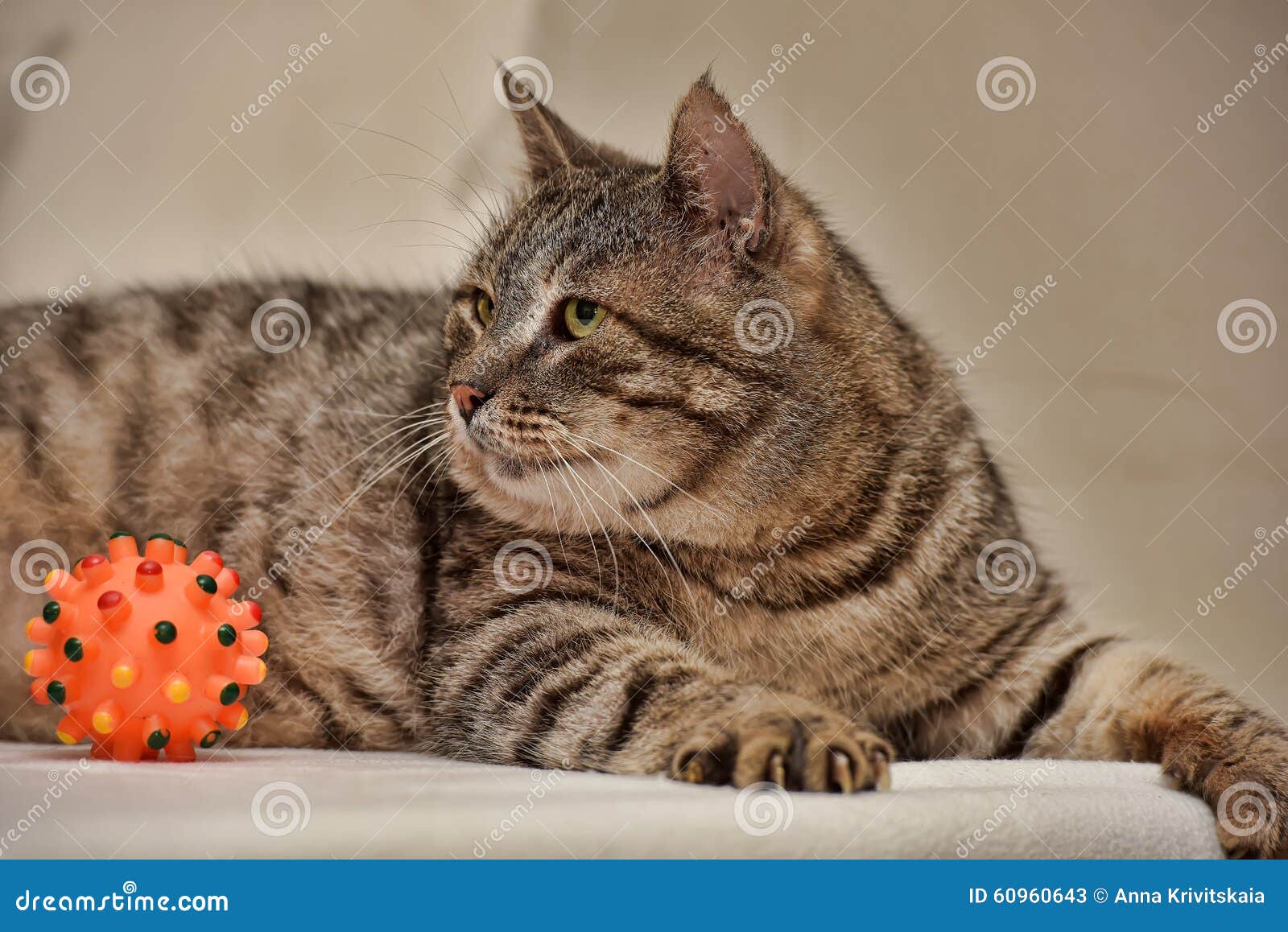 Fat tabby cat stock image. Image of feel, dream, beautiful - 60960643