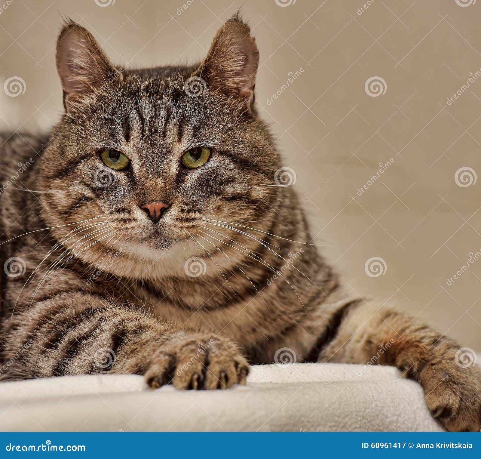 Fat tabby cat stock image. Image of eyes, gaze, bright - 60961417