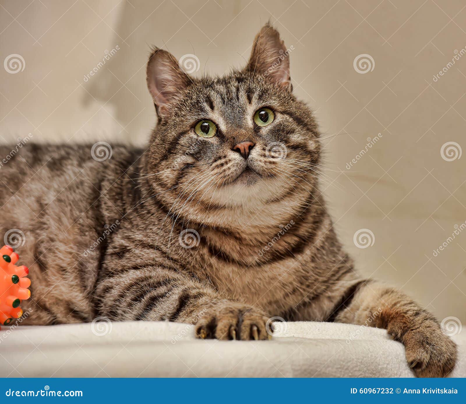 Fat tabby cat stock photo. Image of eyes, comfortable - 60967232