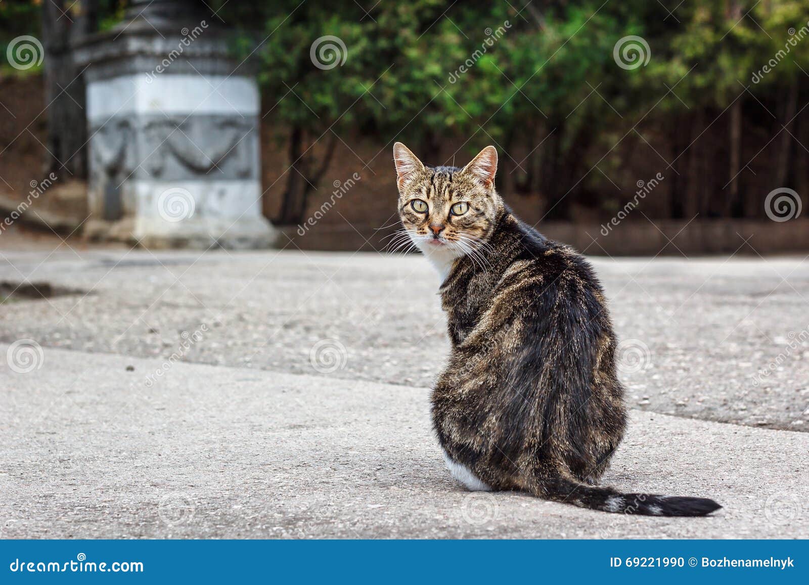 187 Cat Sitting Looking Over Shoulder Photos - Free & Royalty-Free ...