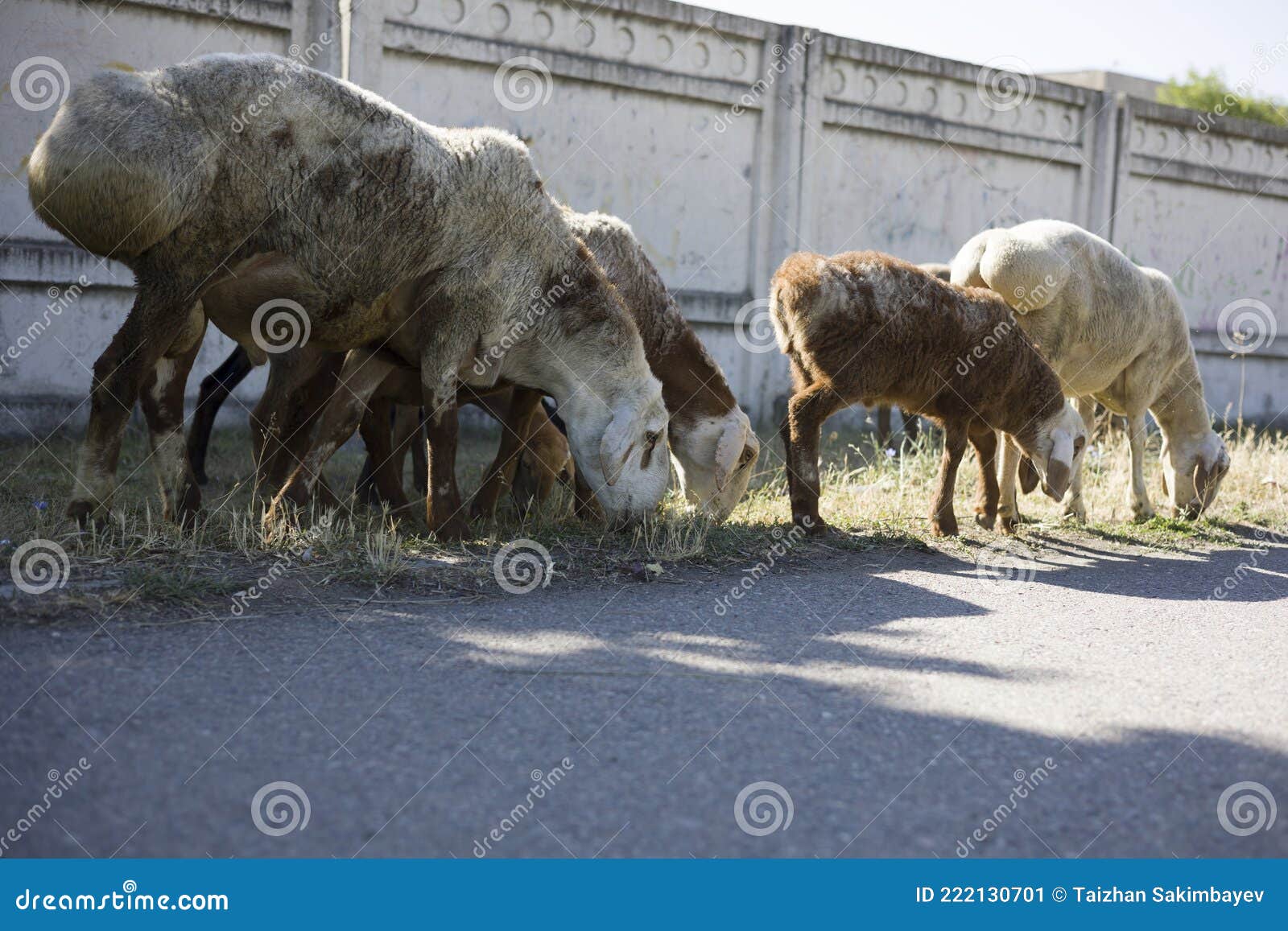 Fat Tail Rams on the Farm . Lamb Fat and Meat Concept Stock Image ...