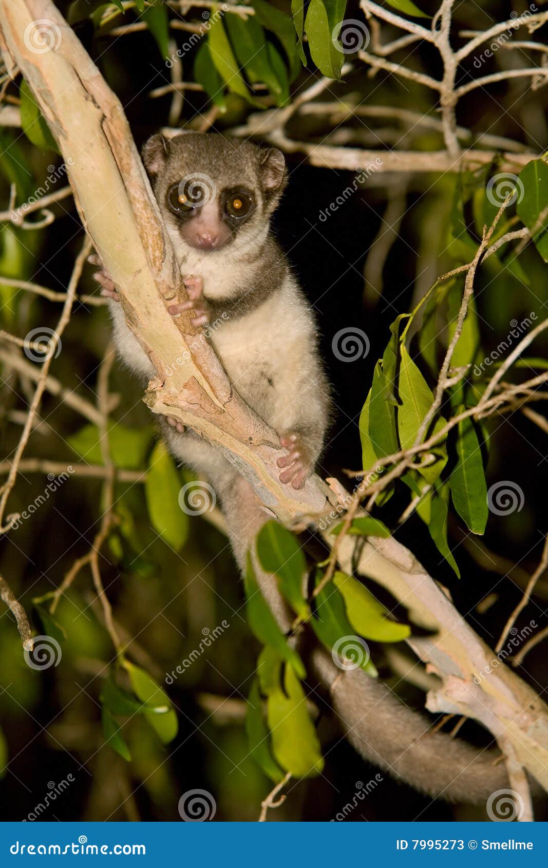 Dwarf Fat-tailed Jerboa (Pygeretmus Pumilio) Stock Image ...