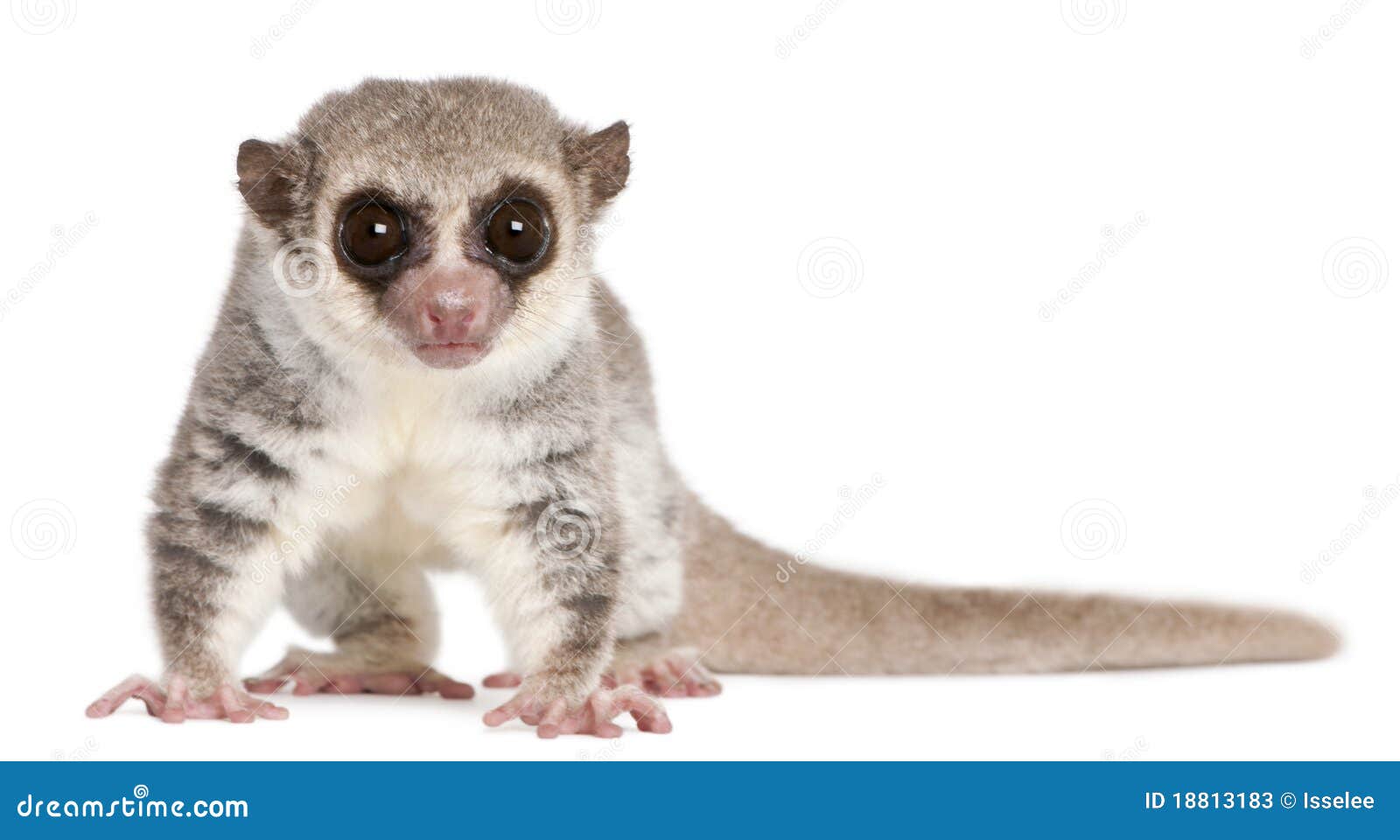 Fat-tailed Dwarf Lemur, Cheirogaleus Medius Stock Image - Image of ...