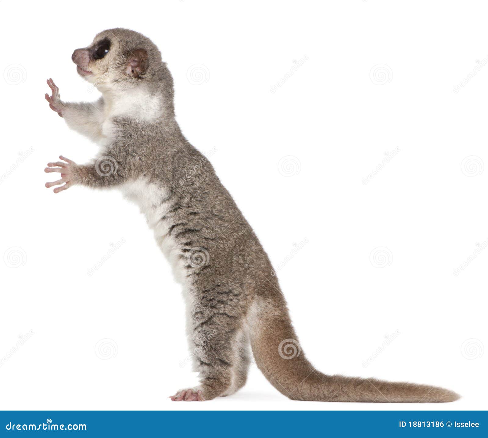 Fat-tailed DwergMaki, Medius Cheirogaleus Stock Foto - Image of ...