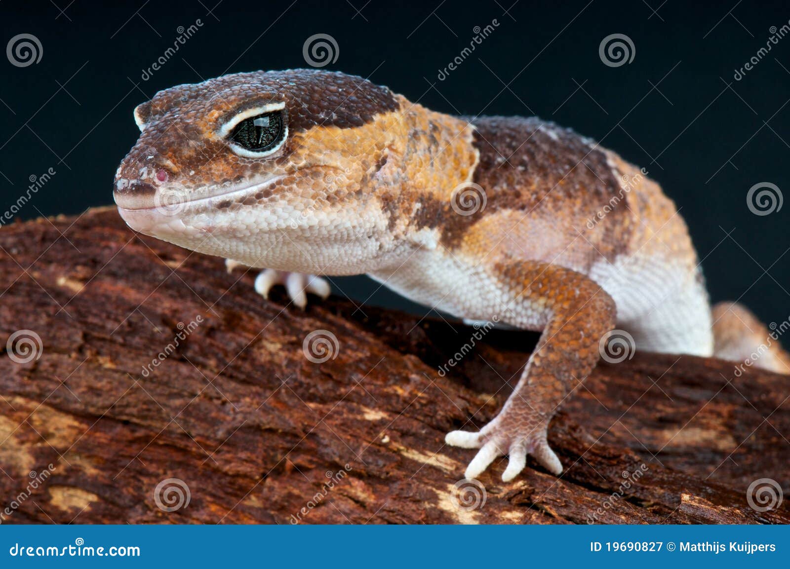 Fat-tailed gecko stock image. Image of pets, tail, reptiles - 19690827