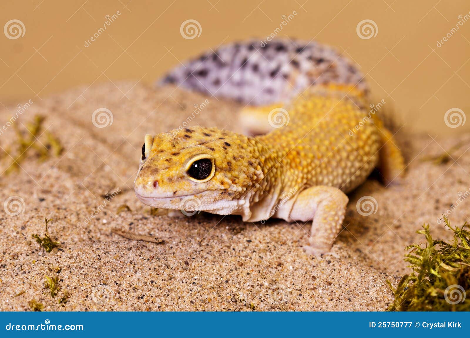 Fat tailed Gecko stock image. Image of desert, yellow - 25750777