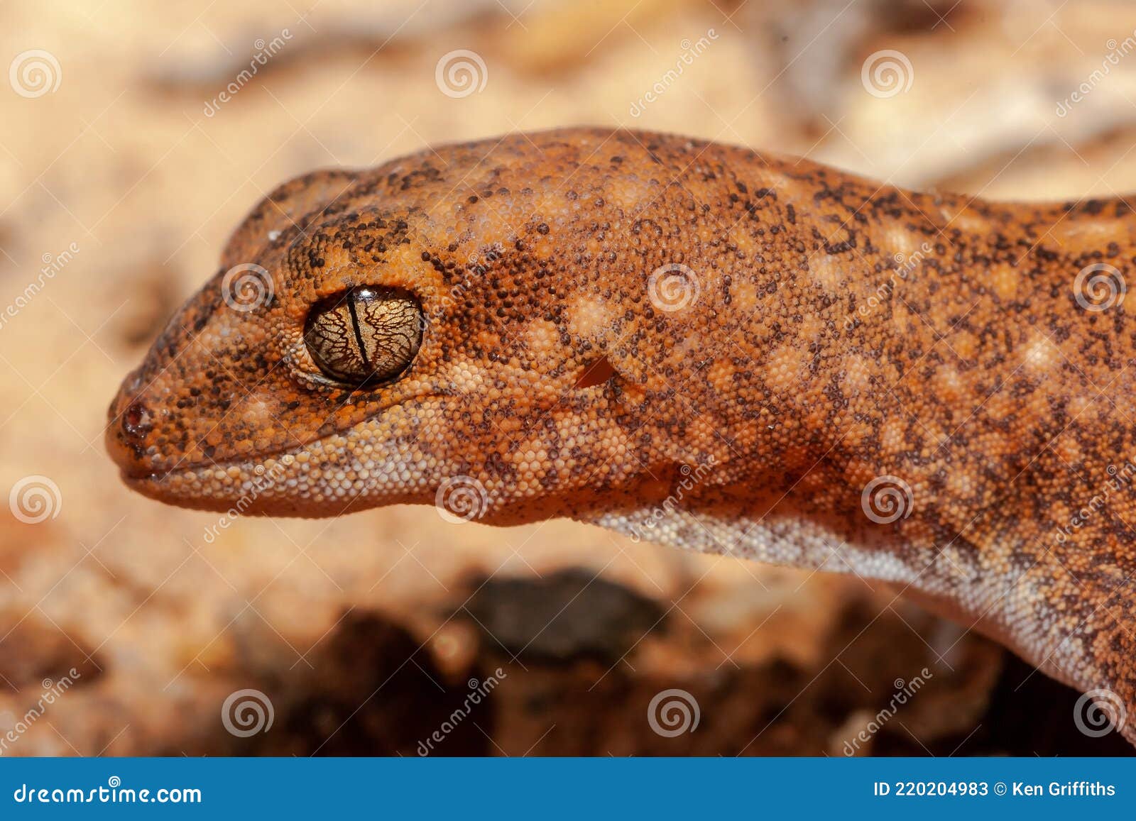 Fat tailed Gecko stock image. Image of reptile, tailed - 220204983