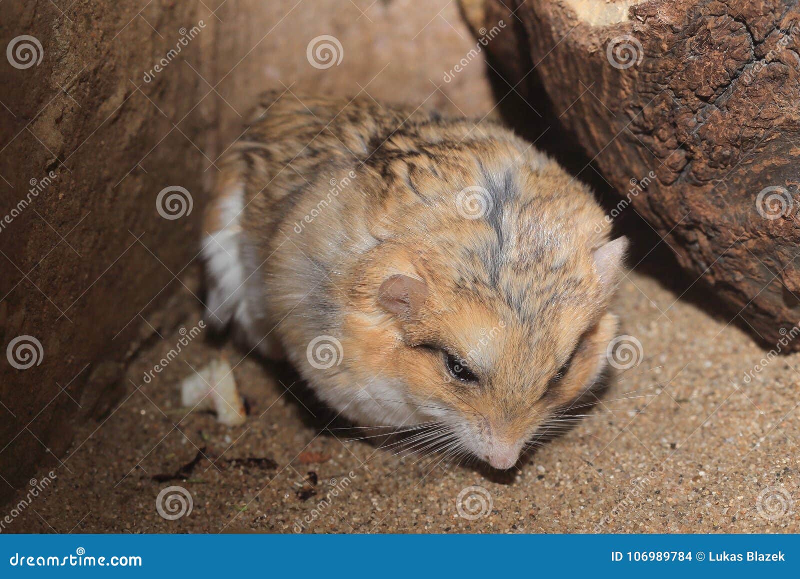 Fat-tailed gerbil stock photo. Image of adult, animal - 106989784