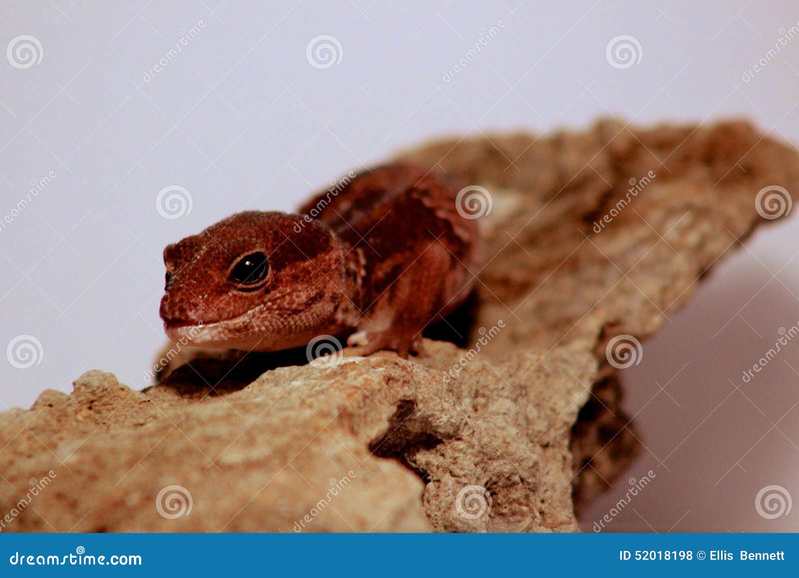 Fat Tailed Lizard stock photo. Image of background, grey - 52018198