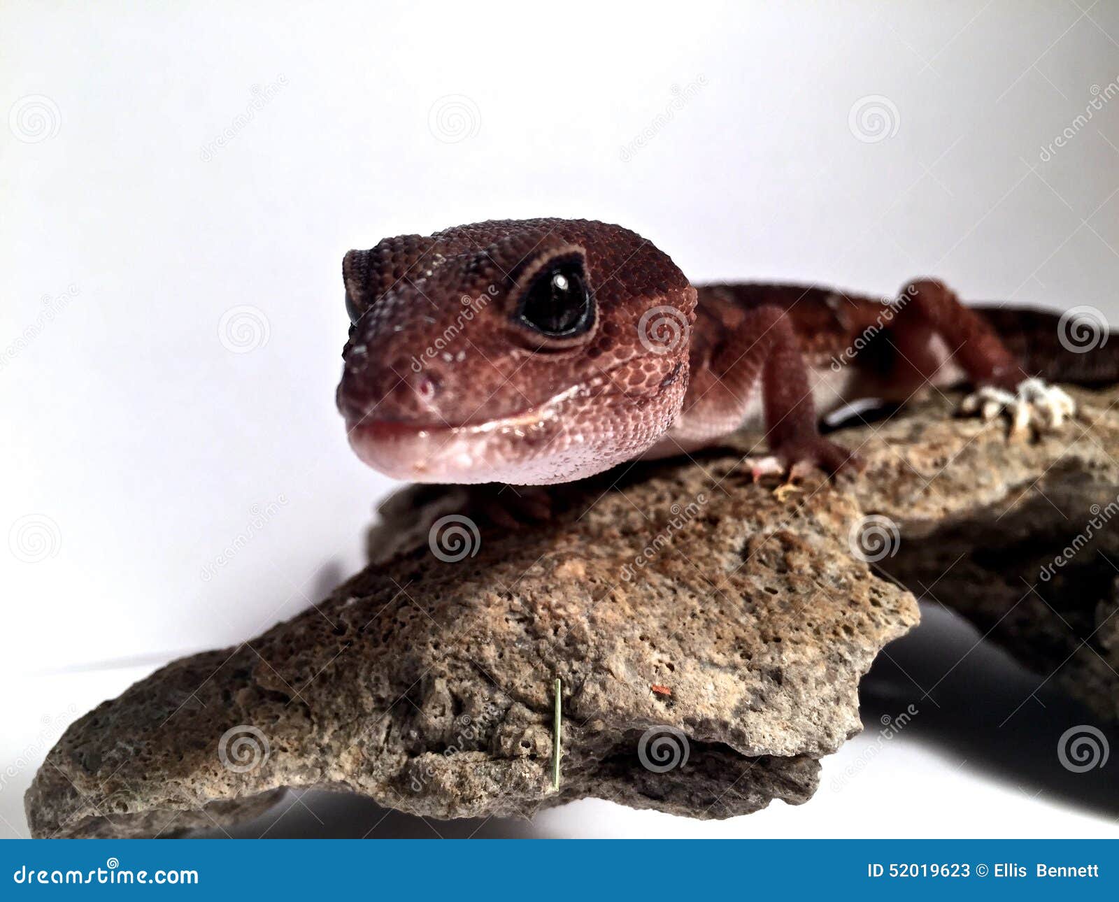Fat Tailed Lizard Stock Photo - Image: 52019623