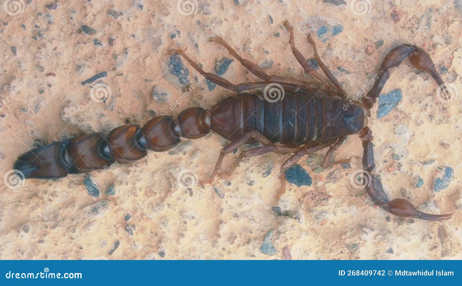 This Fat-tailed Scorpion, Androctonus Australis, Packs a Powerful Venom. Stock Photo - Image of ...