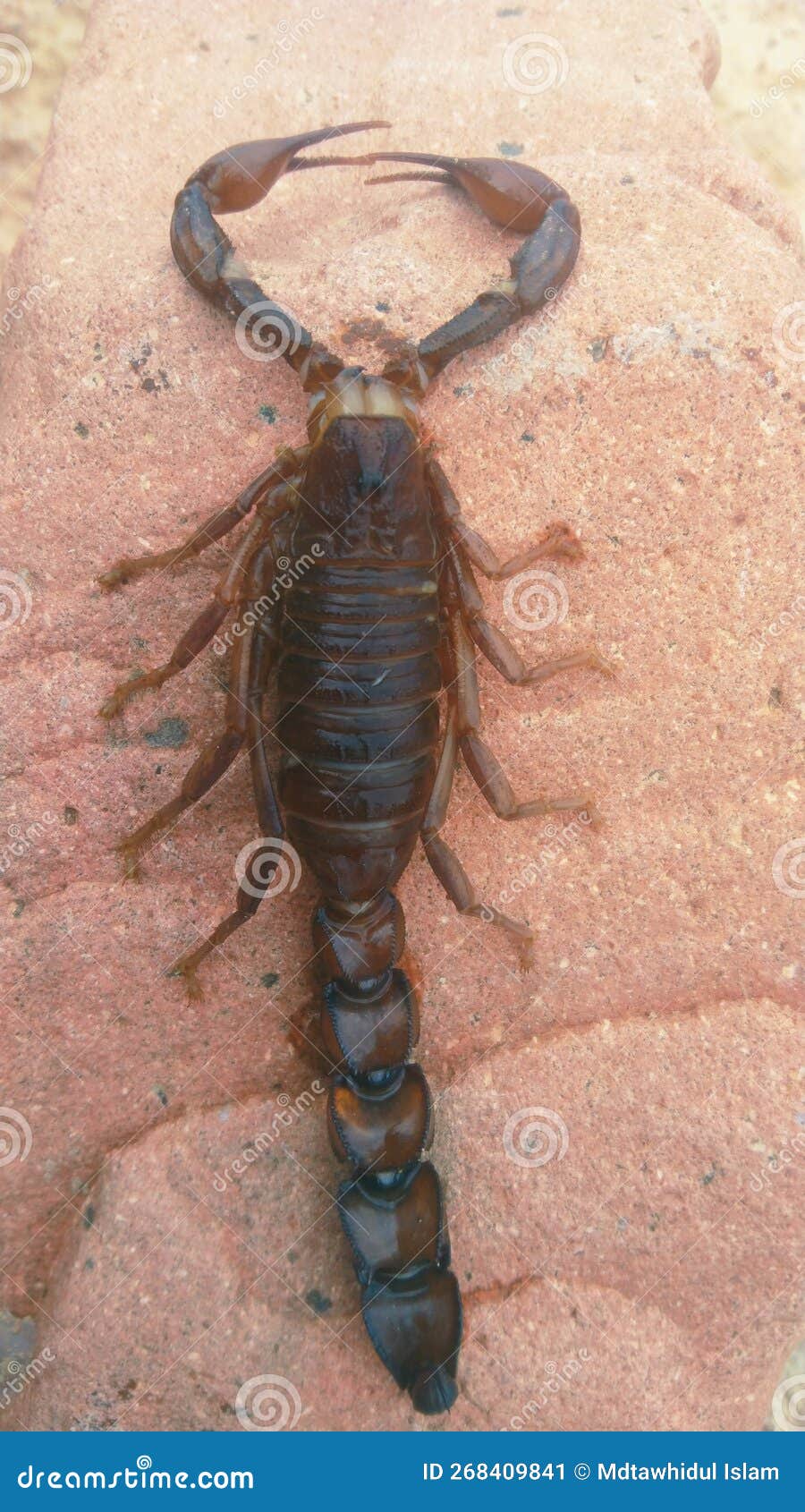 This Fat-tailed Scorpion, Androctonus Australis, Packs a Powerful Venom ...