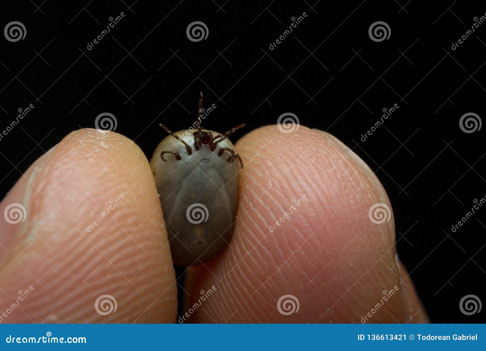 Tick between fingers stock image. Image of adult, skin - 136613421