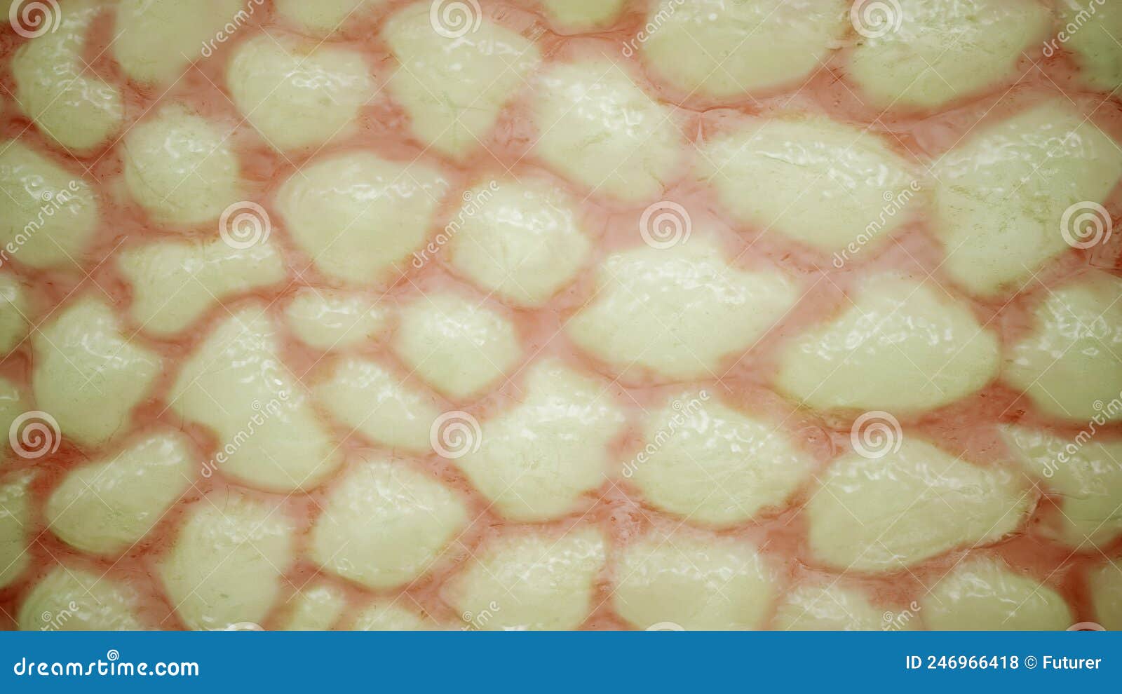 Fat Tissue Close Up - 3D Rendering Stock Illustration - Illustration of ...