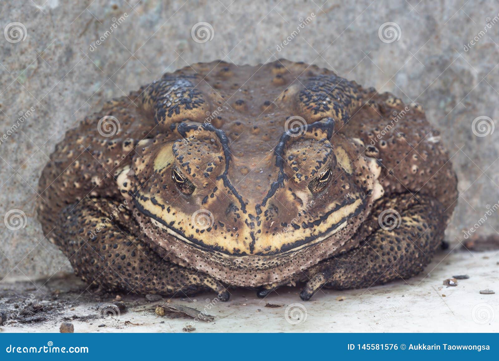The fat toad stock photo. Image of resting, portrait - 145581576