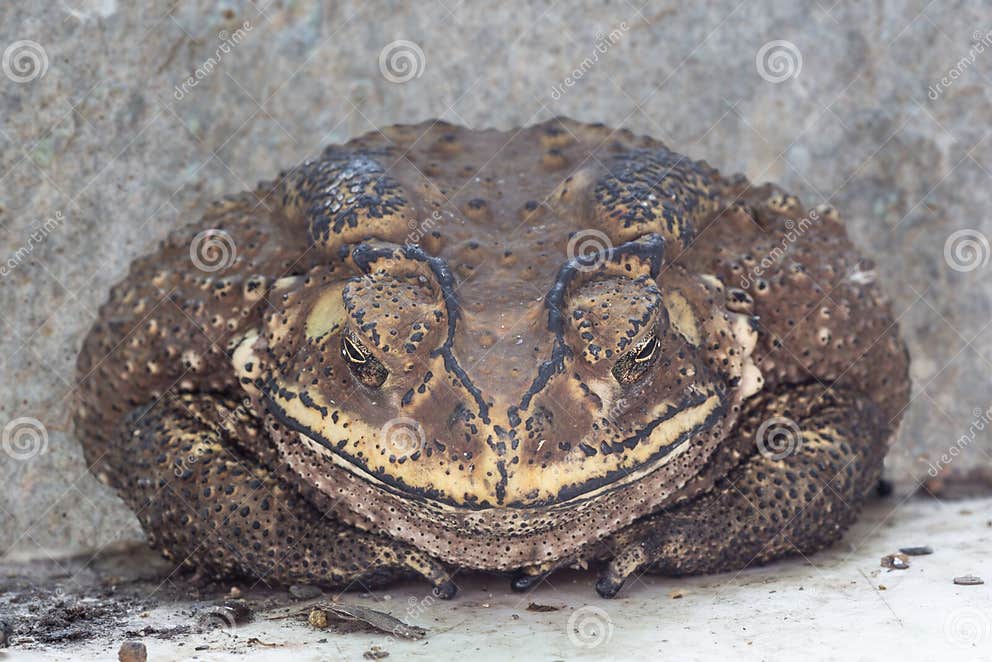 The fat toad stock photo. Image of resting, portrait - 145581576