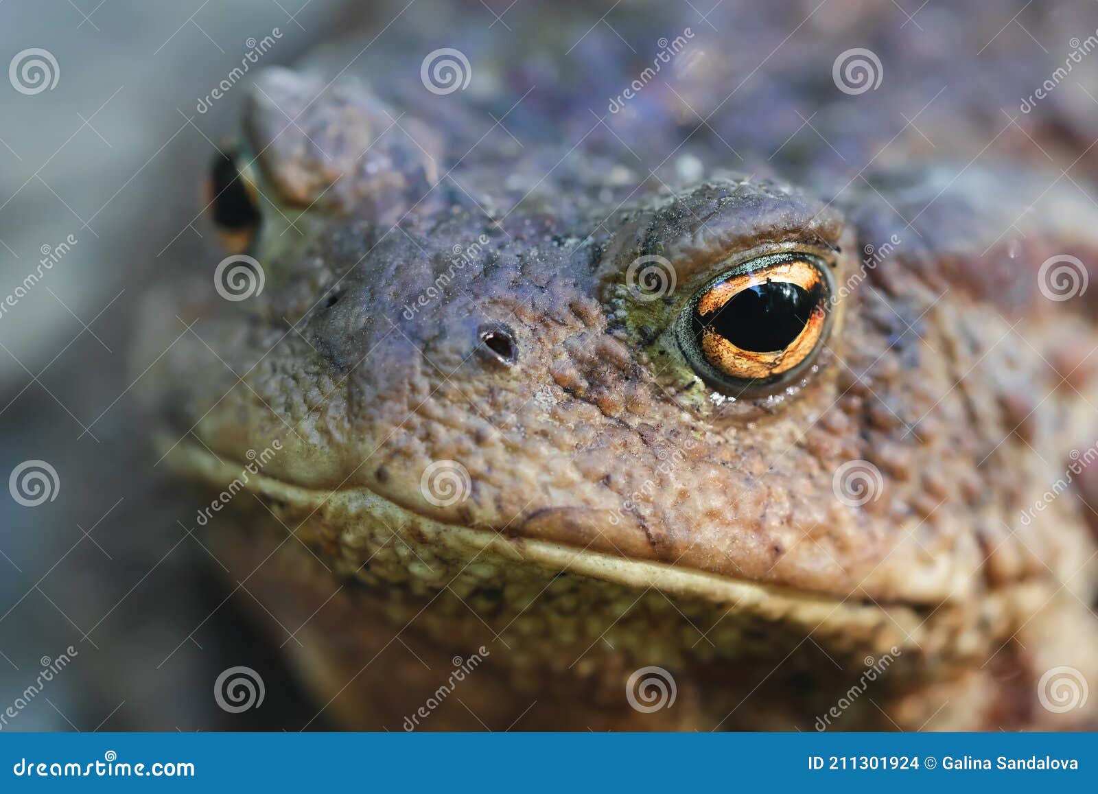 Fat Toad Face Close-up. Portrait of a Brown Toad Stock Photo - Image of ...