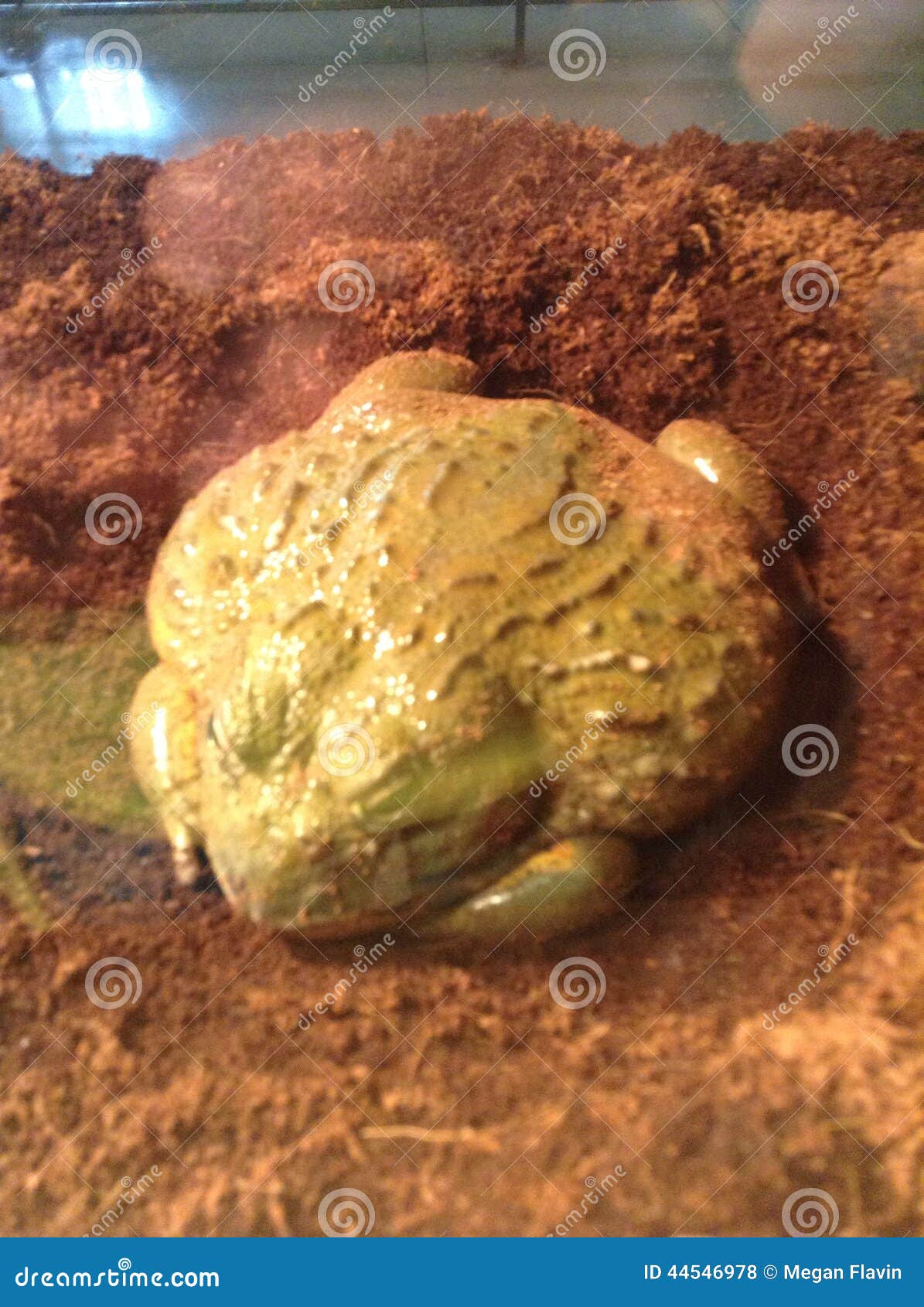 Fat Toad stock photo. Image of toad, little - 44546978