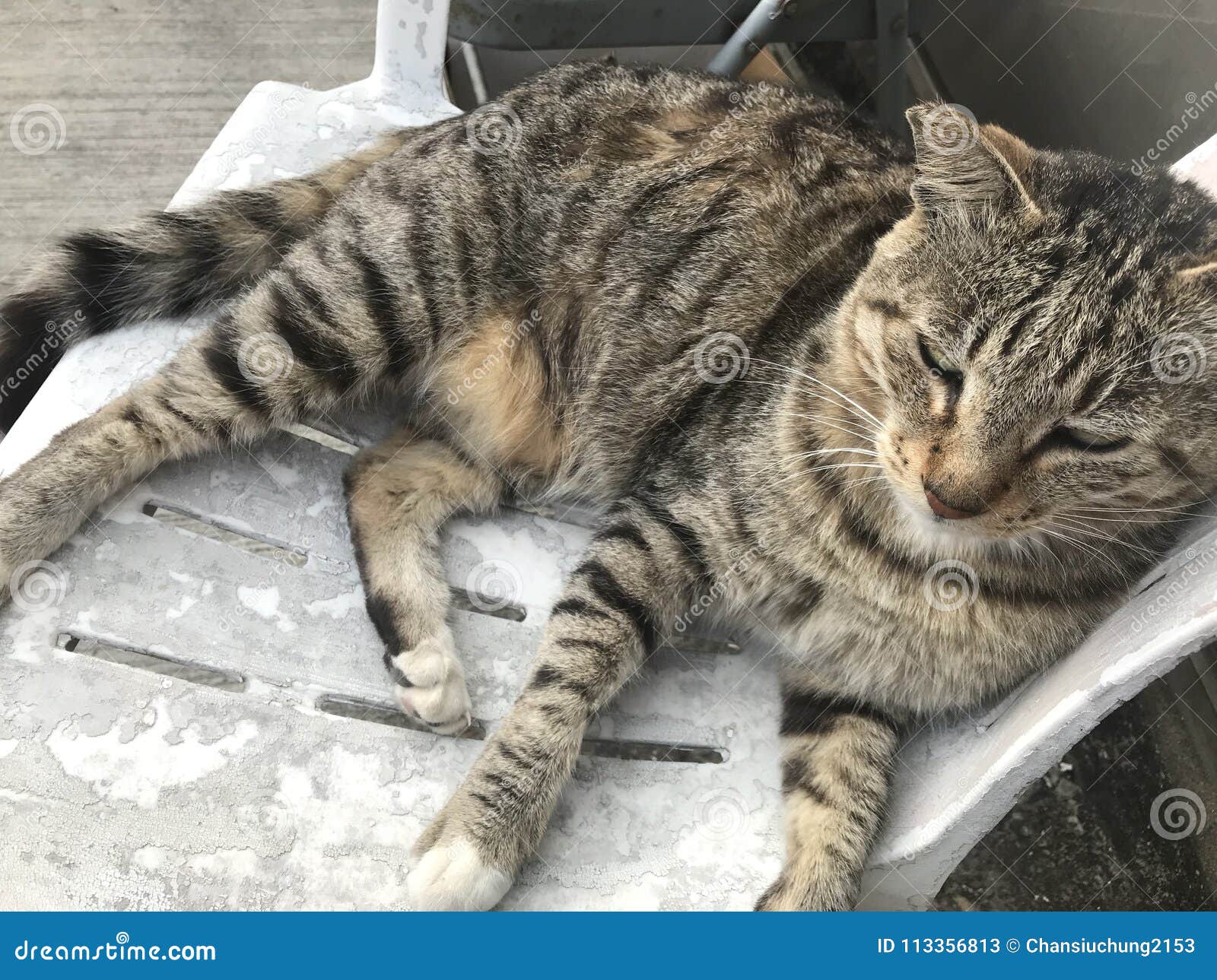 A fat tomcat stock image. Image of tomcat, taking, lunch - 113356813