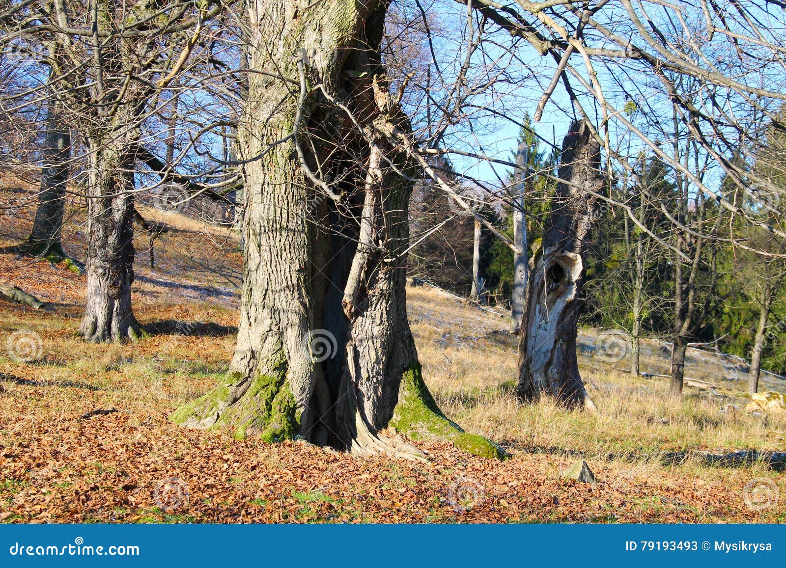Fat trees stock image. Image of season, wood, bare, nature - 79193493