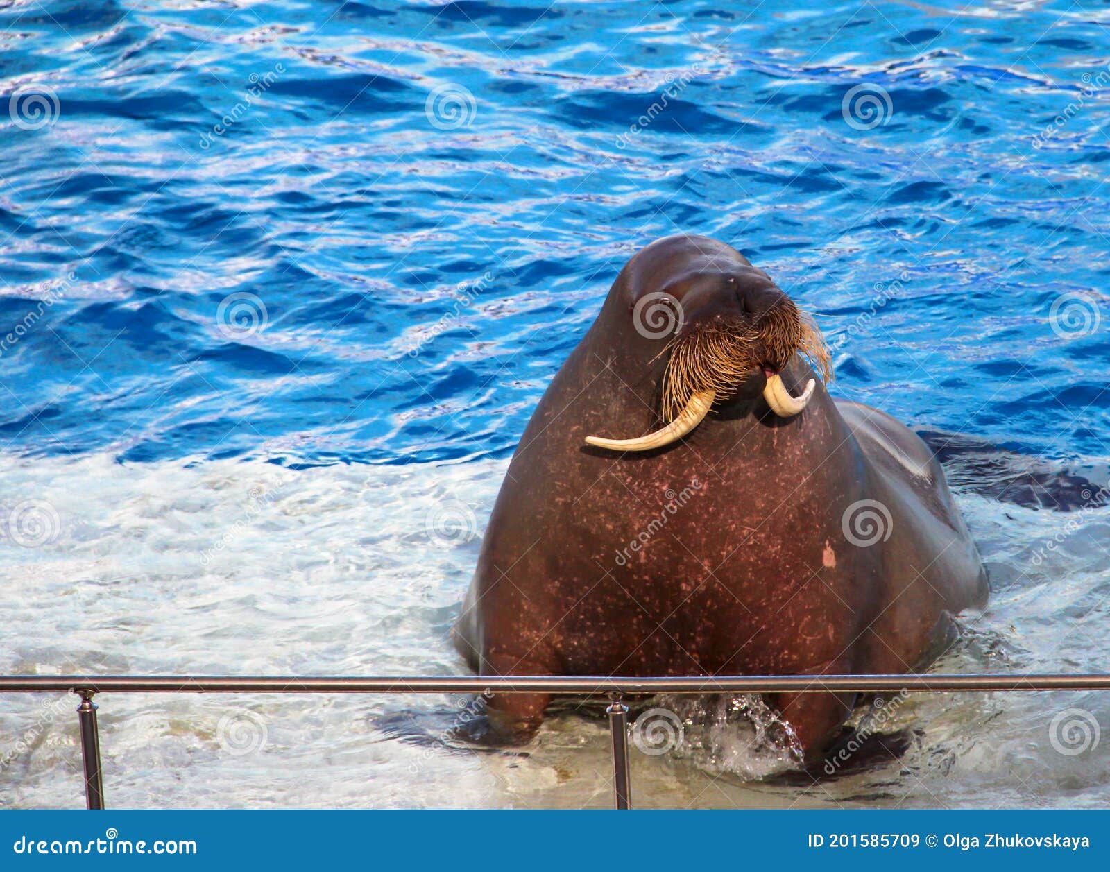 Fat Walrus in the Pool. a Mammal Outside the Will Stock Image - Image ...