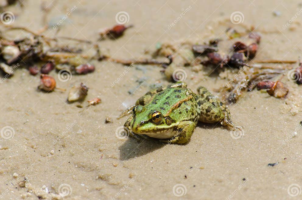 Fat warted toad stock photo. Image of wildlife, frightful - 49048366