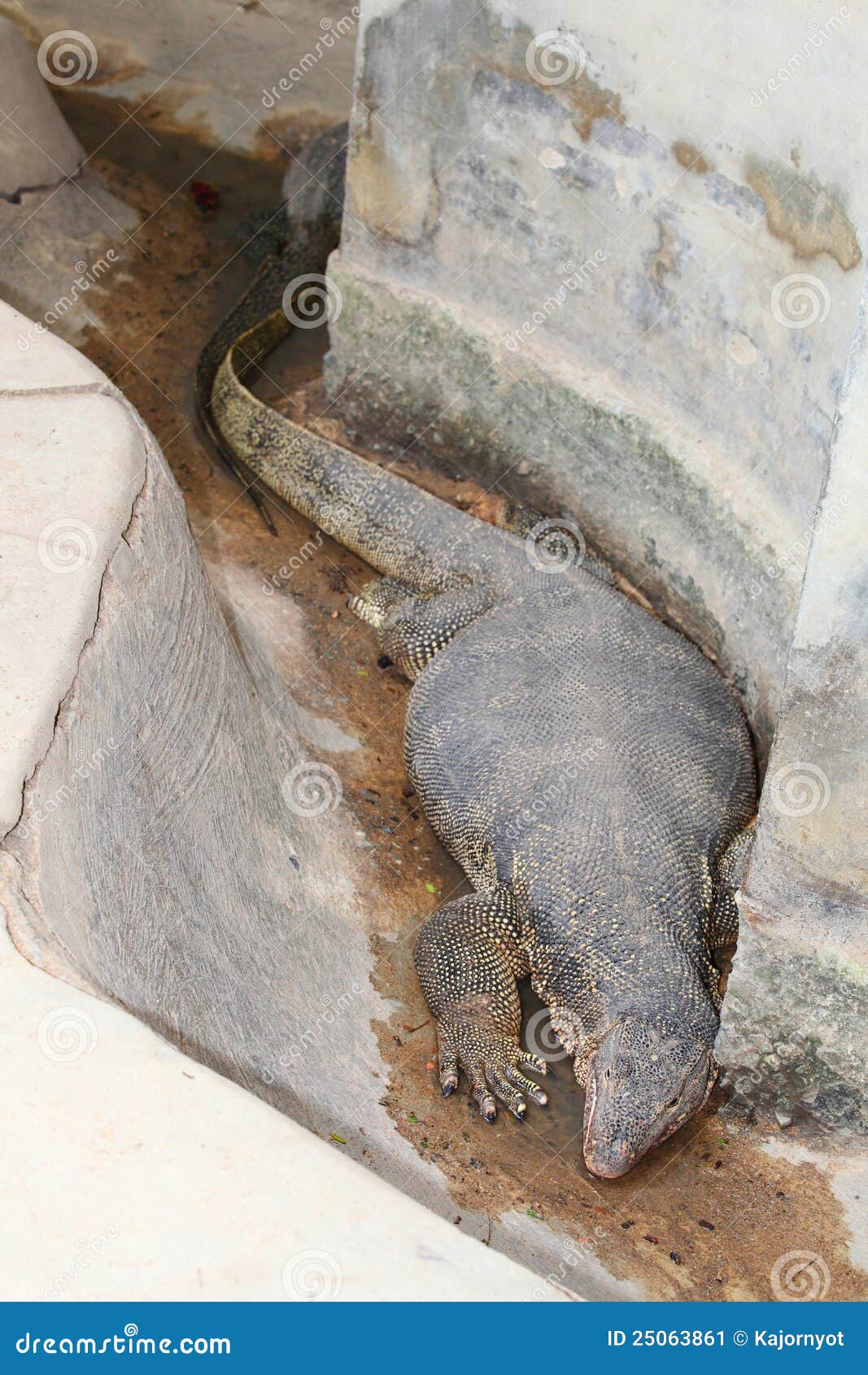 Fat Water Monitor Lizard Sleeping Stock Image - Image of genetic ...