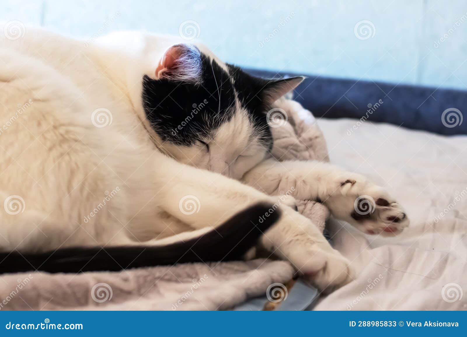 A Fat White Cat Sleeps on a Bed Stock Image - Image of beautiful ...