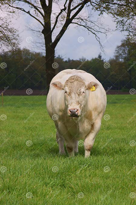 Fat white cow stock image. Image of eartag, relax, field - 14144597