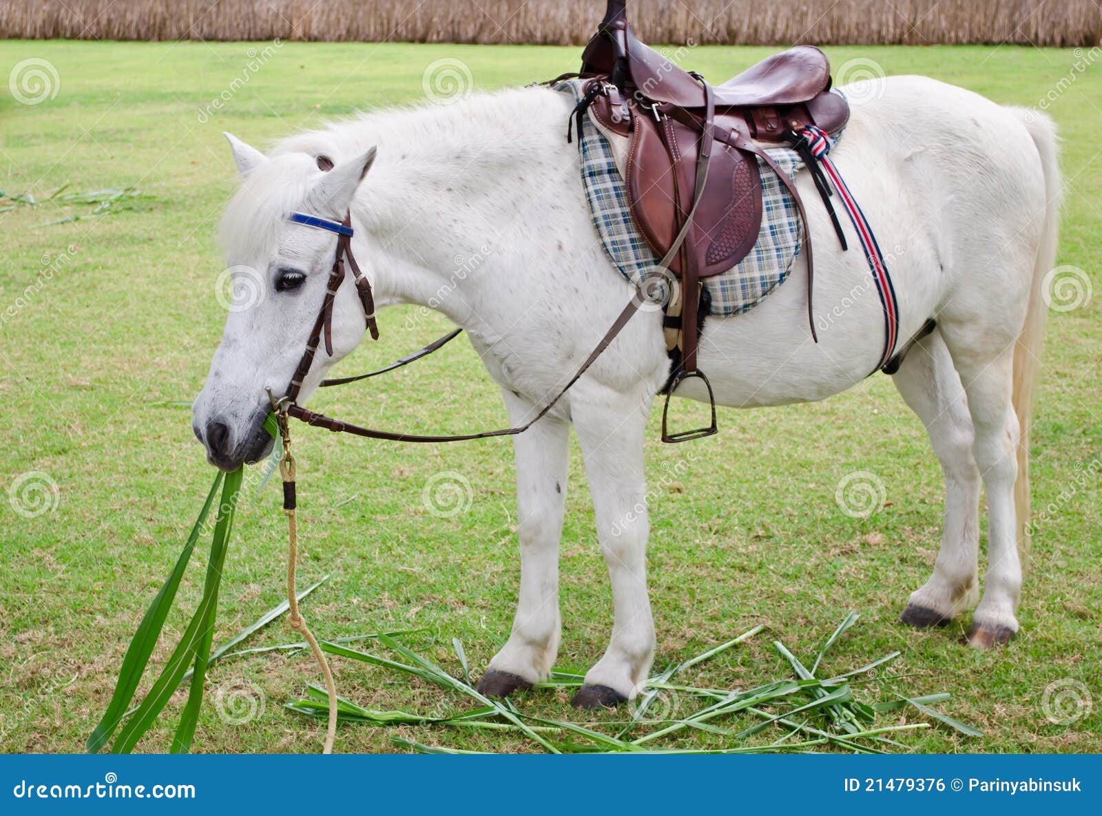 Fat white horse in zoo stock photo. Image of head, ears - 21479376