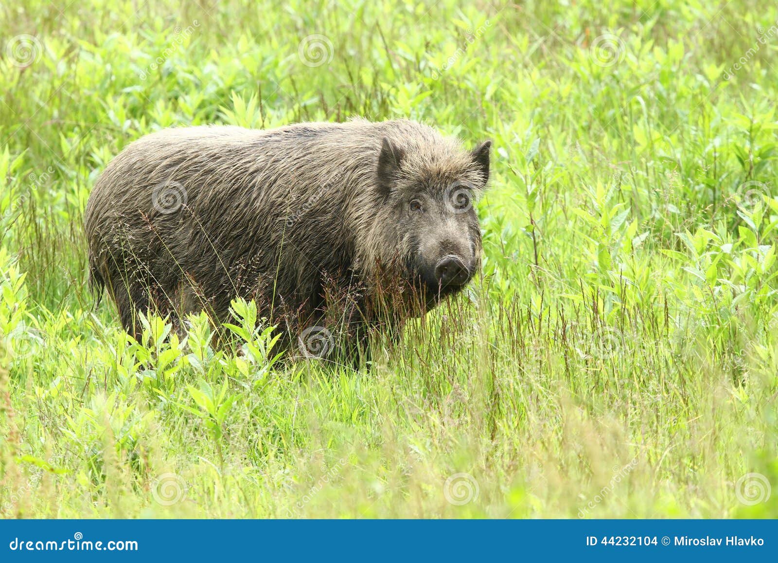 Fat wild boar stock photo. Image of boar, swine, scrofa - 44232104