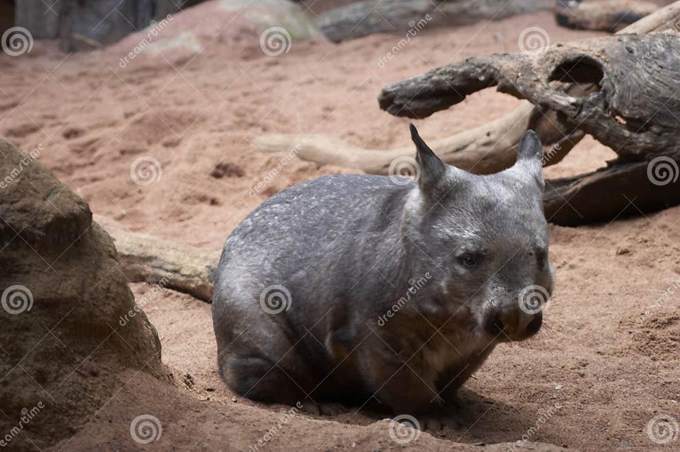 Fat Wombat stock image. Image of australia, aussie, australian - 212383