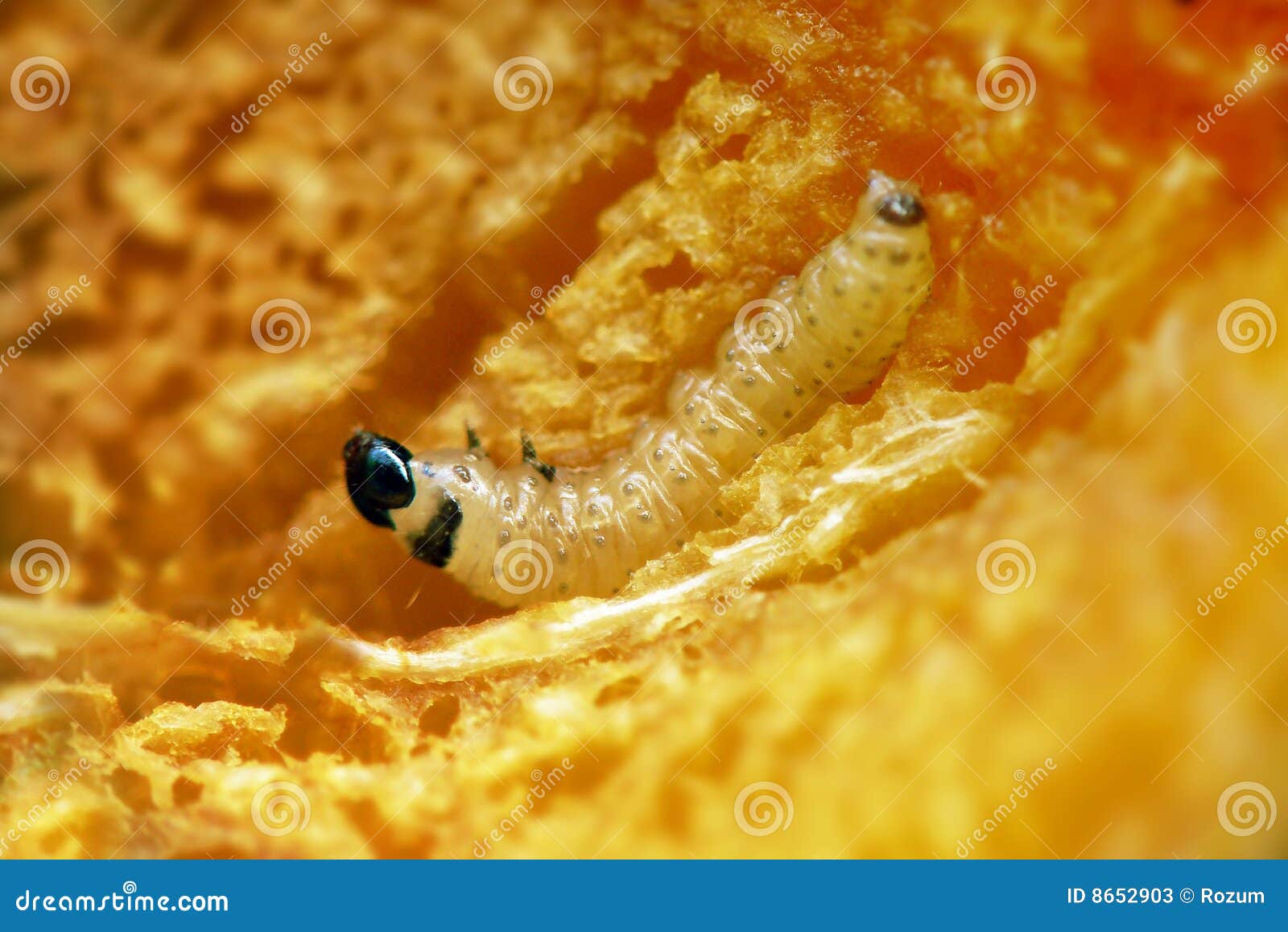 Fat Worm Picture. Image: 8652903