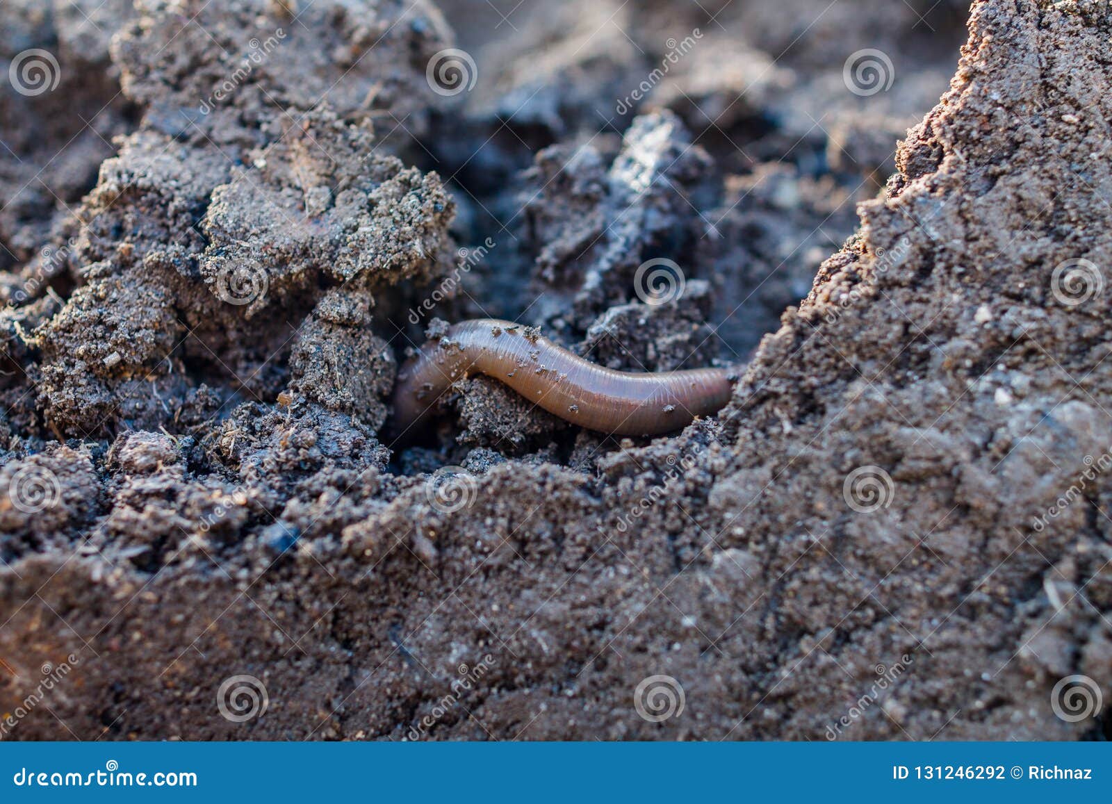 Fat Worm Crawling on the Ground. the Worm Improves the Soil Stock Photo ...