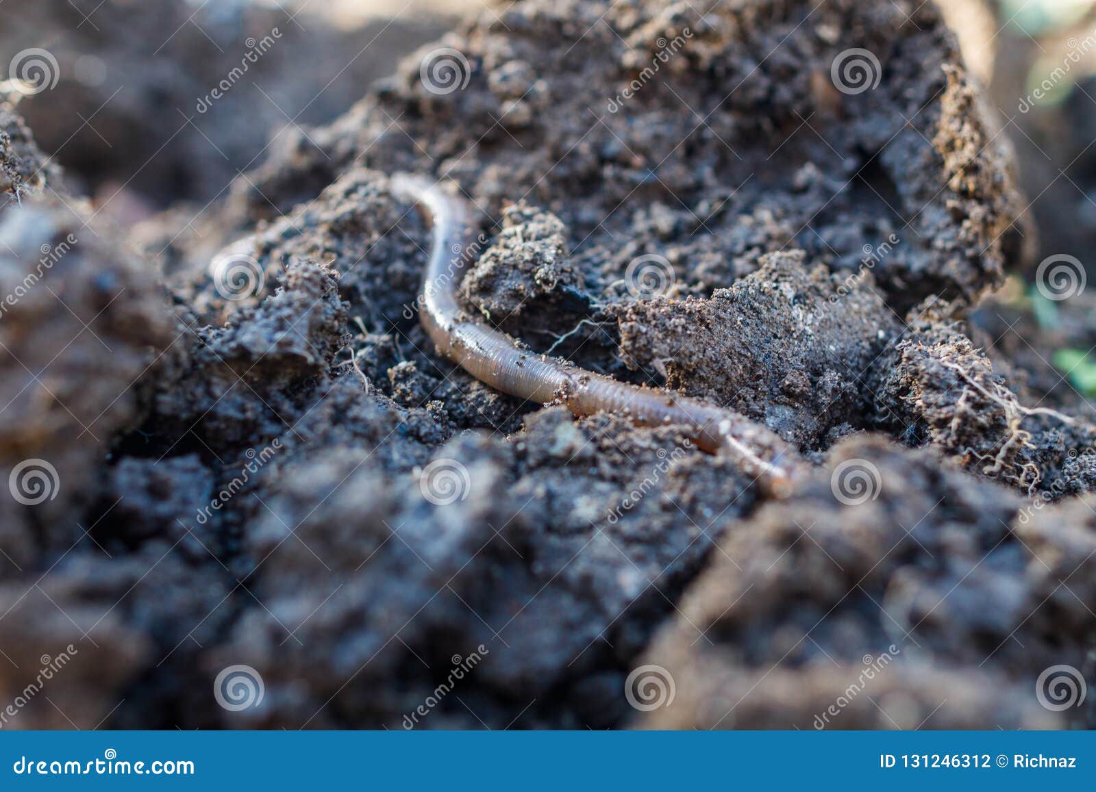 Fat Worm Crawling on the Ground. the Worm Improves the Soil Stock Photo ...
