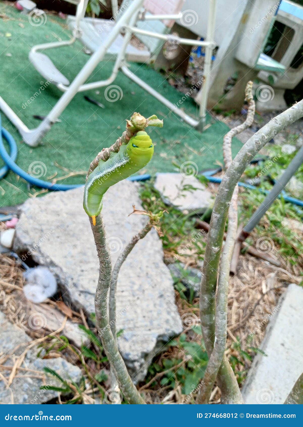 Fat worm eat yummy stock photo. Image of garden, tree - 274668012