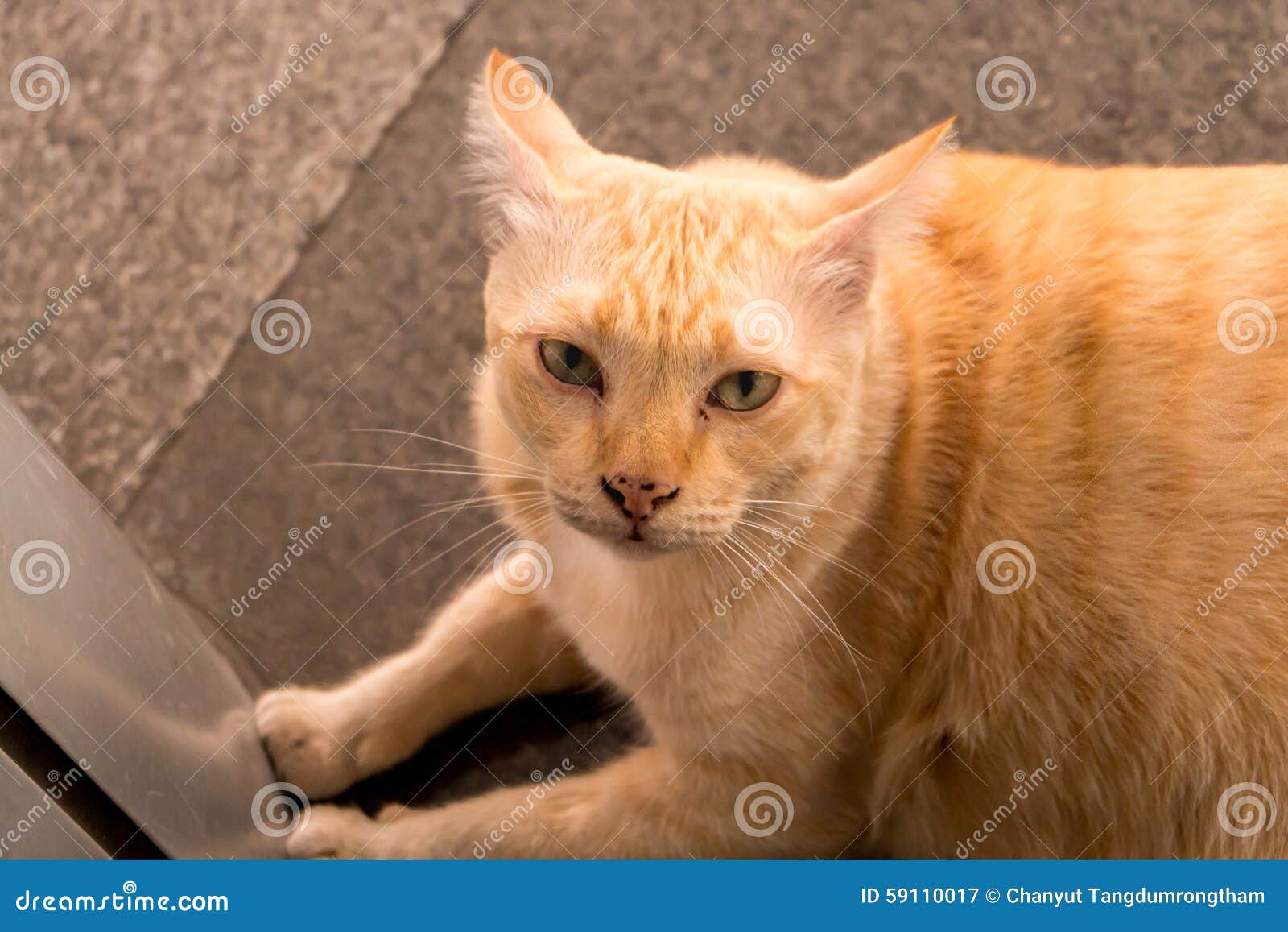 Fat yellow cat stock image. Image of kitten, lazy, 4legs - 59110017