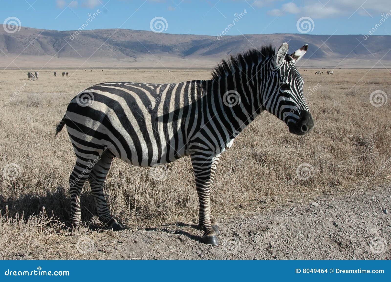 Fat Zebra Portrait in the Wild Stock Photo - Image of mammals, fatty ...