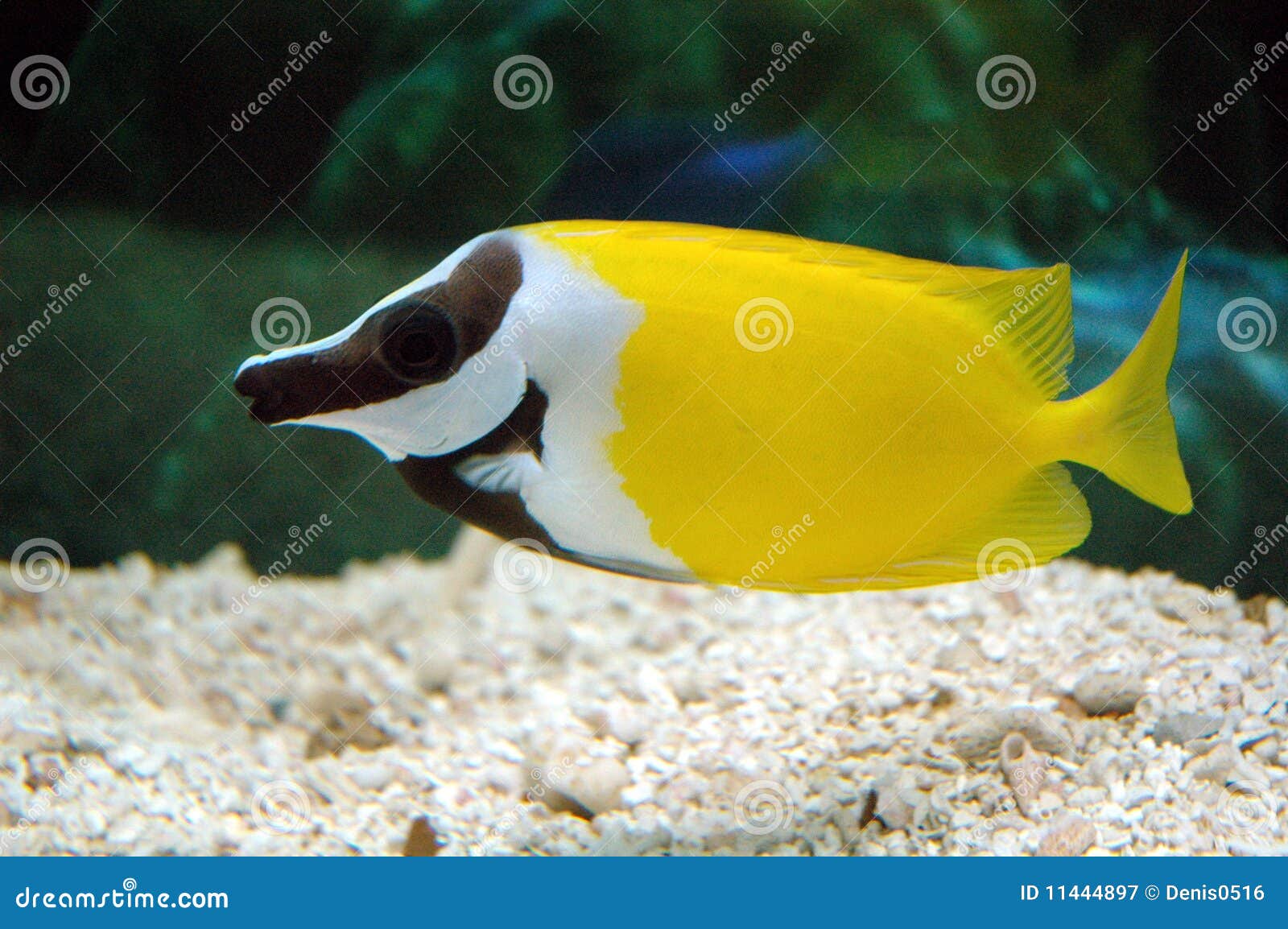 Fatal sea creatures stock image. Image of ocean, poison - 11444897