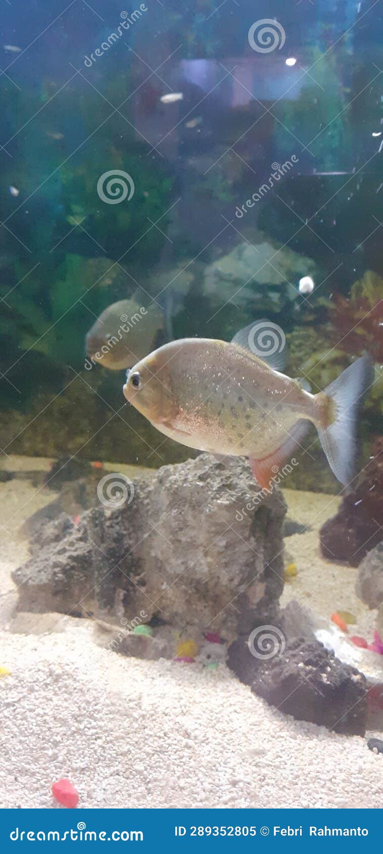 The Fate of Fish Dream of Sea Wild Stock Image - Image of fate, wild ...