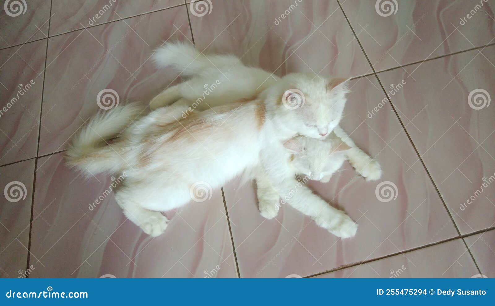 Father Cat and Kittens Enjoying on the Floor Stock Photo - Image of ...