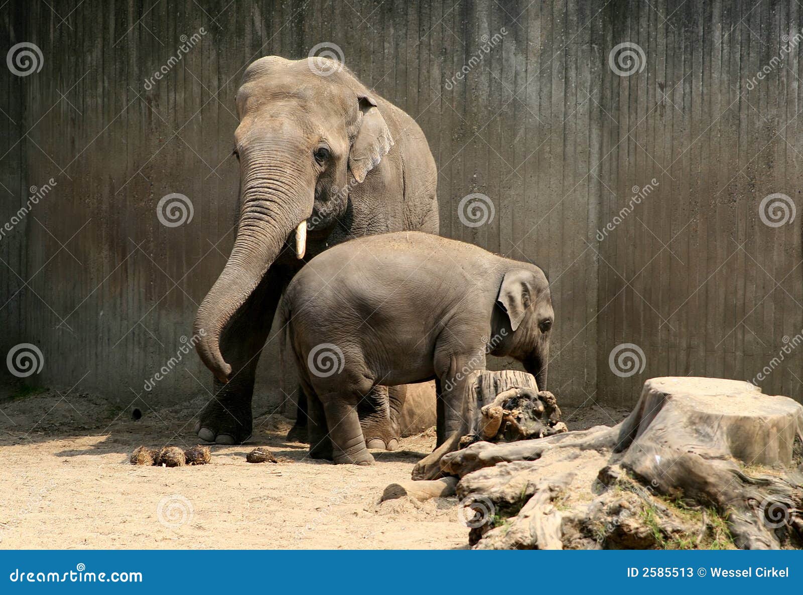 Father and child elephant stock image. Image of couple - 2585513