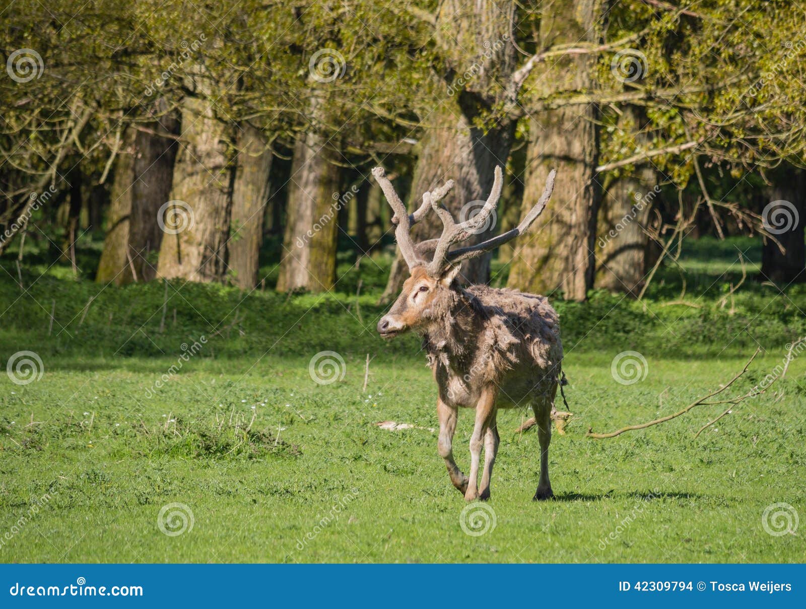 Father David s Deer stock photo. Image of meadow, ruminant - 42309794