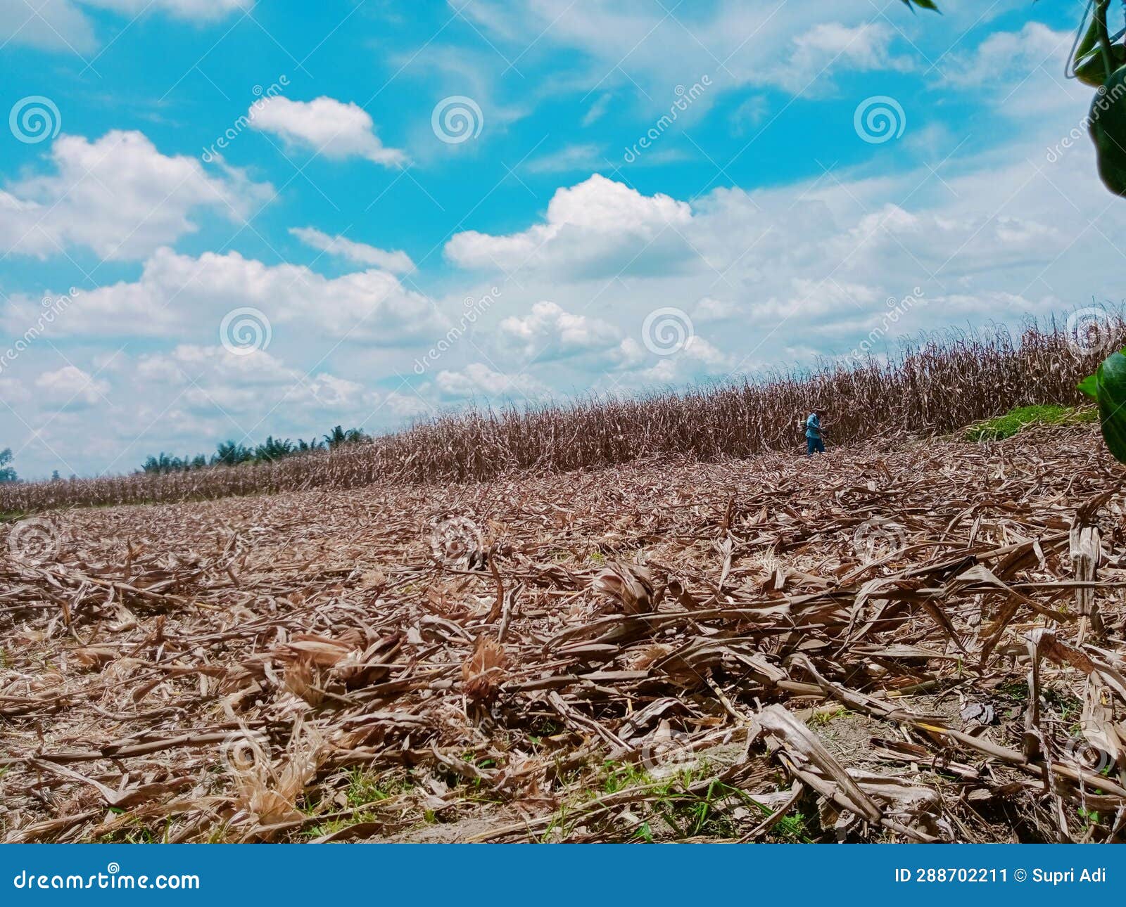 Father is a Farmer Cutting Corn Stalks in the Field Stock Image - Image ...