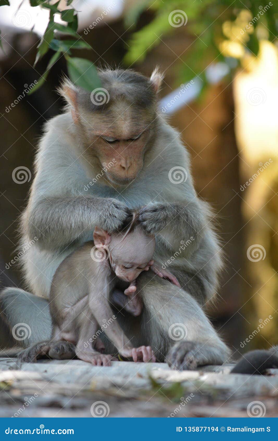 Father and Infant Monkey stock photo. Image of father - 135877194