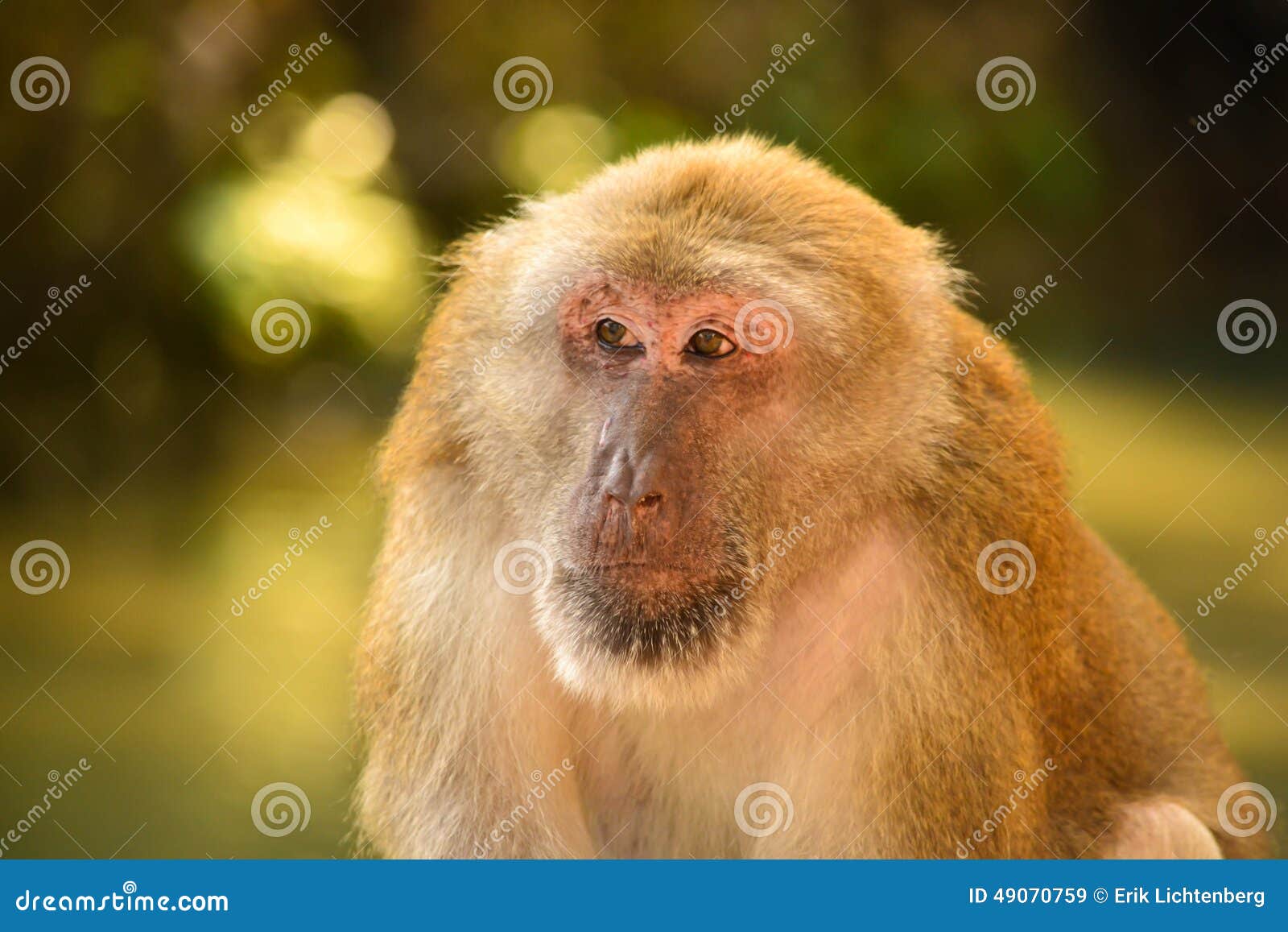 Father Monkey Looking Like a Boss Stock Image - Image of bossnn, brown ...